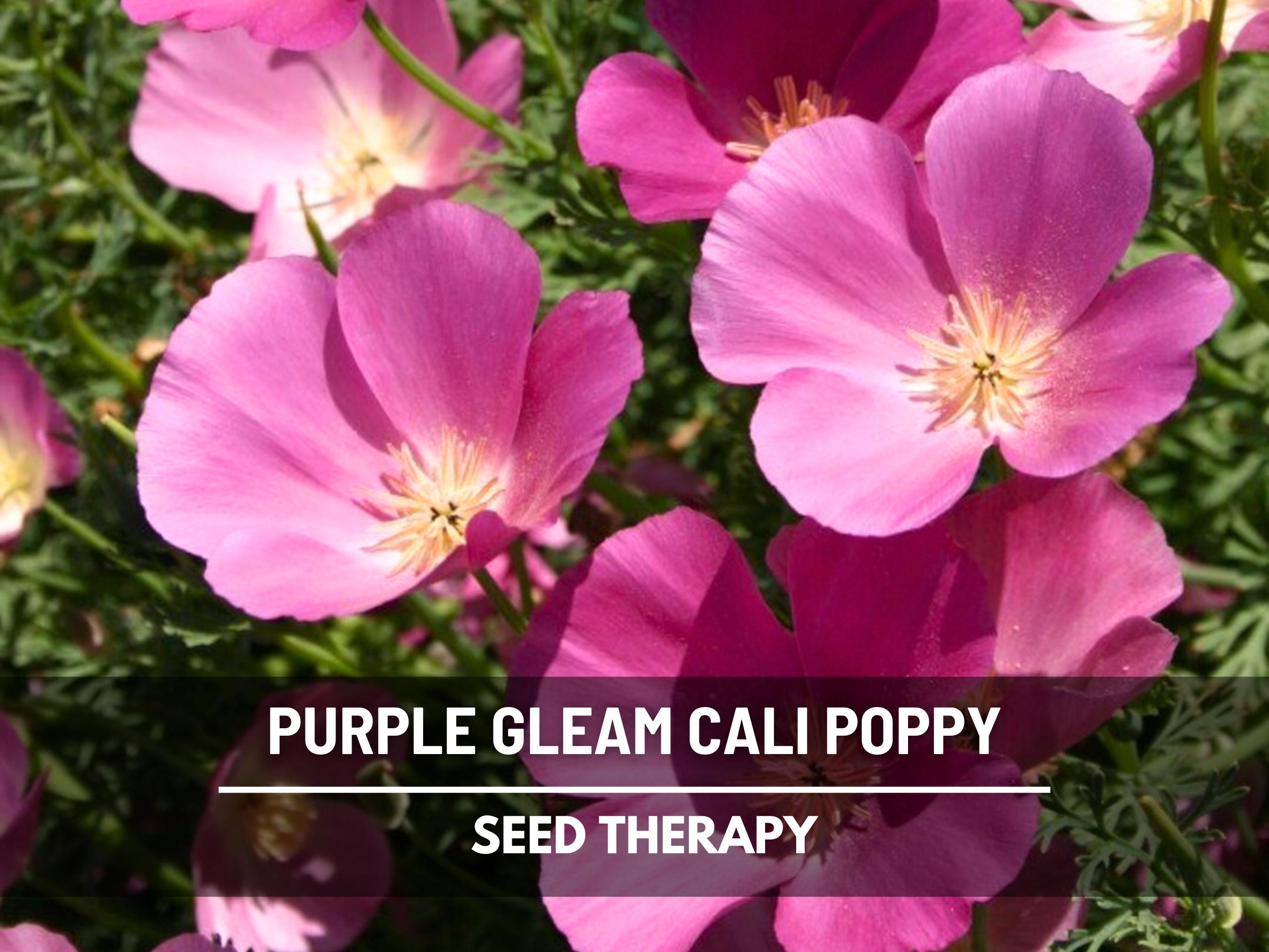 Purple Gleam California Poppy Seeds – Heirloom, Non-gmo, Vivid Magenta ...