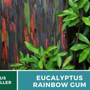 Rainbow Eucalyptus Tree Seeds – Heirloom Colorful Bark, Ornamental ...