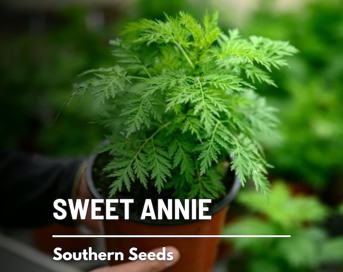 Artemisia Annua Sweet Wormwood Sweet Annie Plant - Etsy