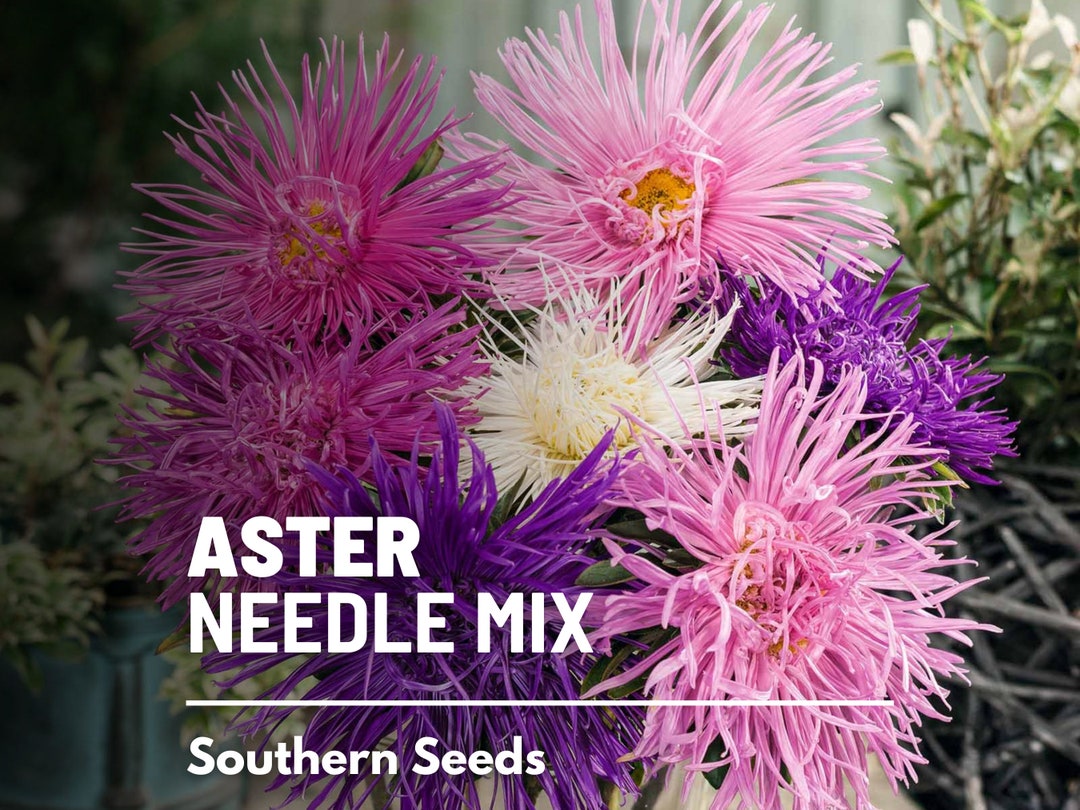 Aster, Needle Mix 50 Seeds Heirloom Flower Easy to Grow callistephus ...