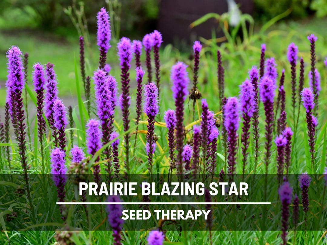 Prairie Blazing Star Seeds – Heirloom Flower, Tall and Majestic Blooms ...