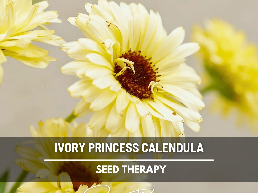 Ivory Princess Calendula Seeds – Heirloom Medicinal & Culinary Herb ...