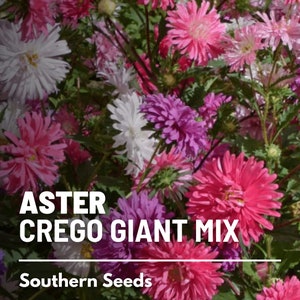 Crego Giant Mix Aster Seeds – Heirloom, Large Ruffled Double Blooms ...
