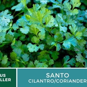 Cilantro Santo Seeds (coriander) – Heirloom Culinary and Medicinal Herb ...