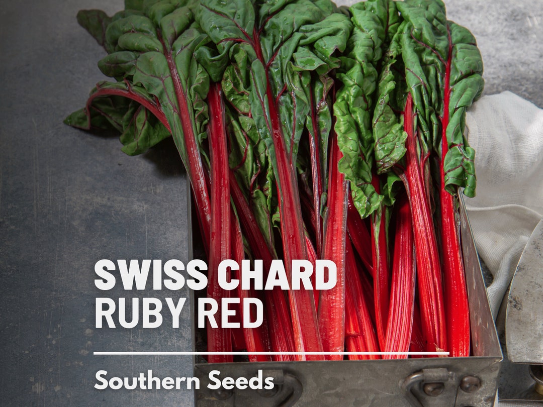 Swiss Chard, Ruby Red - 100 Seeds - Heirloom Vegetable - Open Pollinated - Non-gmo (beta ...