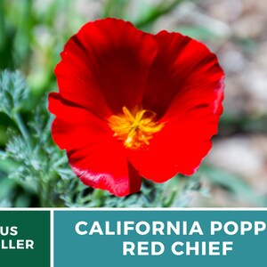 Poppy, California Red Chief - 200 Seeds - Heirloom Flower - Bold and ...