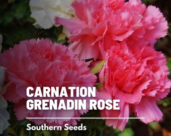 30 Carnation Dianthus Caryophyllus Chabaud Flower Seeds - Etsy