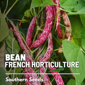 French Horticulture Bean Seeds (30), Heirloom With Striking Red ...