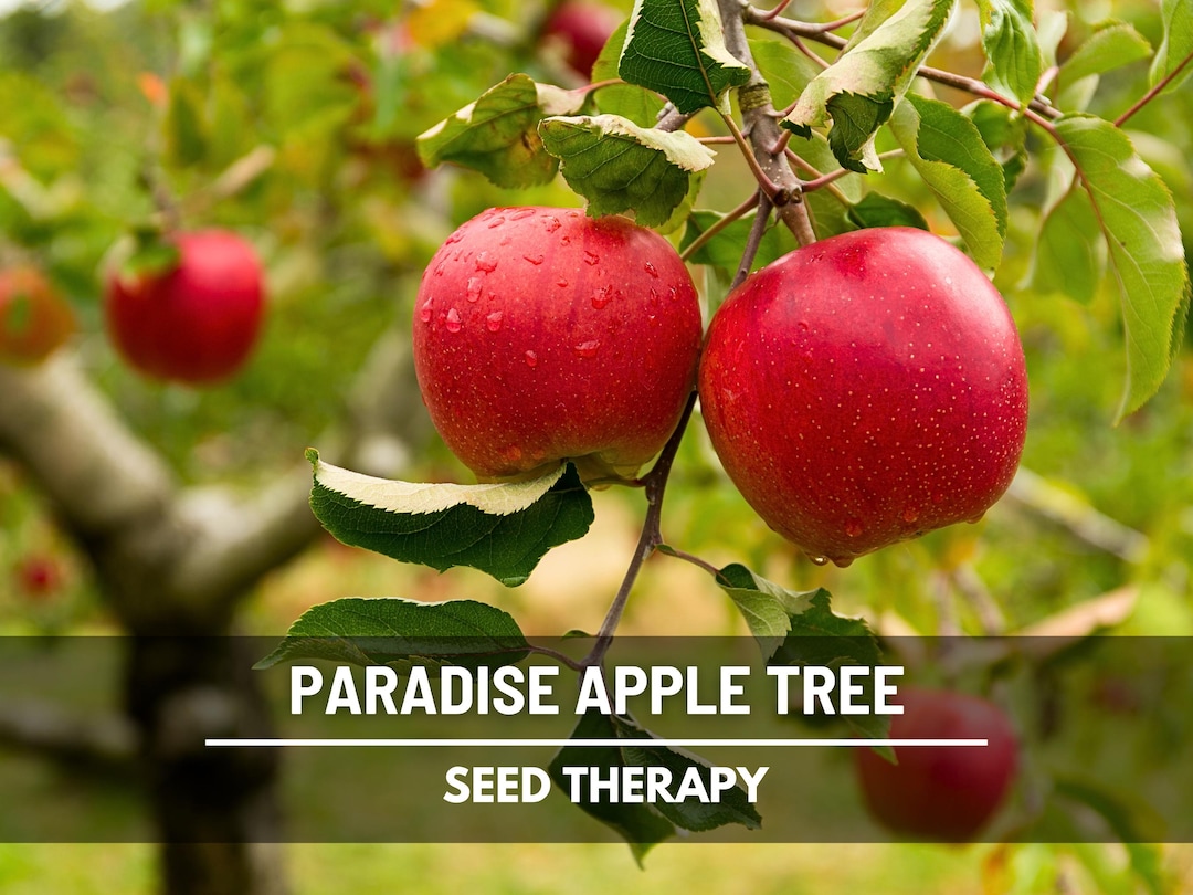 Paradise Apple Tree Seeds – Grow Your Own Heirloom Apples, Fragrant ...
