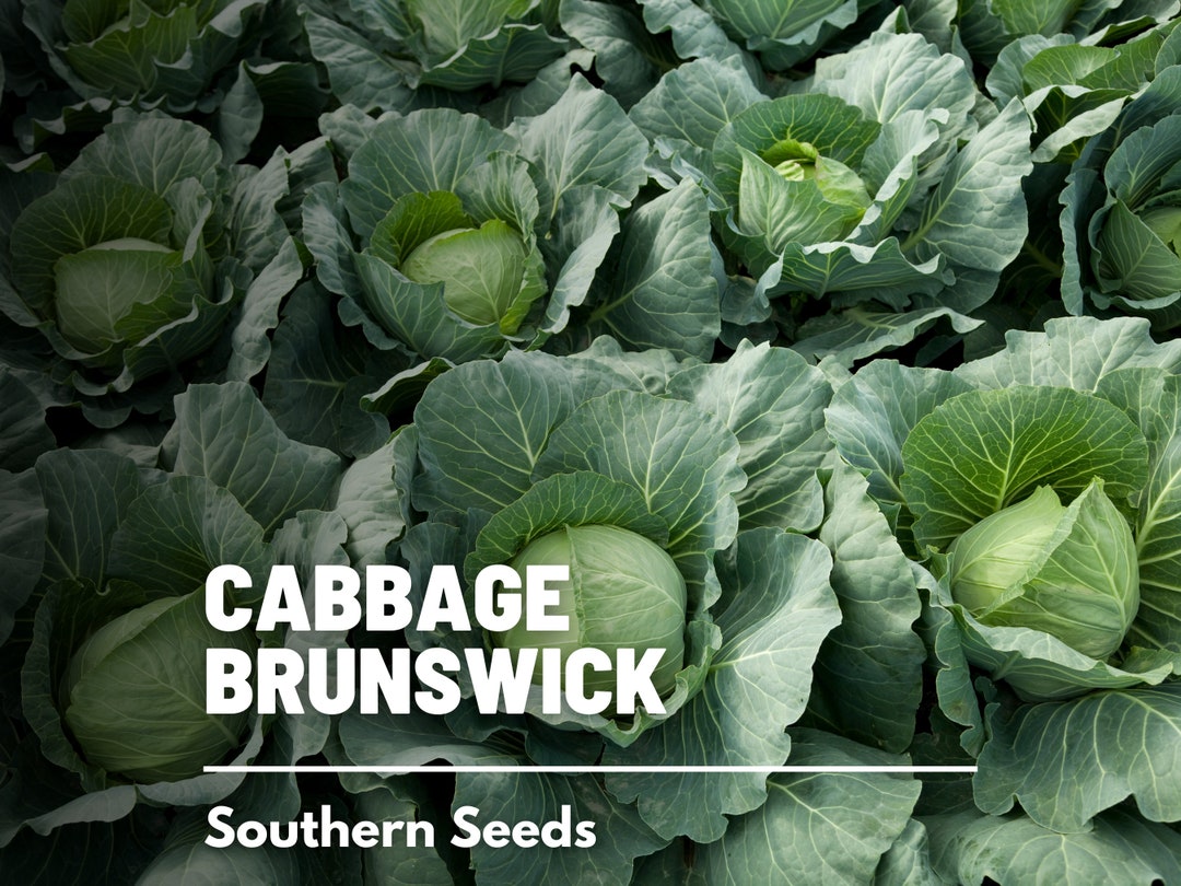 Cabbage, Brunswick - 200 Seeds - Heirloom Vegetable - Open Pollinated ...
