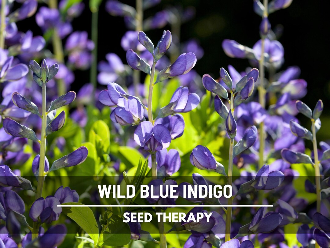 Blue Wild Indigo Seeds – Heirloom Flower, Natural Dye, Native Perennial ...