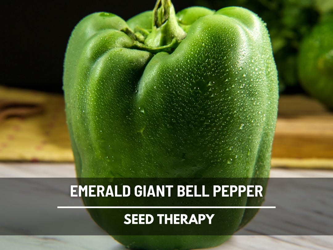 Emerald Giant Pepper Seeds – Heirloom, Large Green Sweet Bell Pepper ...