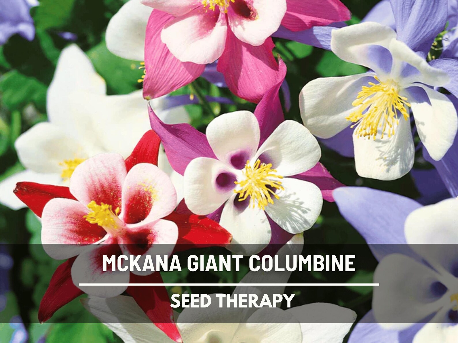 Columbine Mckana Giant Mix Seeds – Hybrid Flower, AAS Winner & Giant ...
