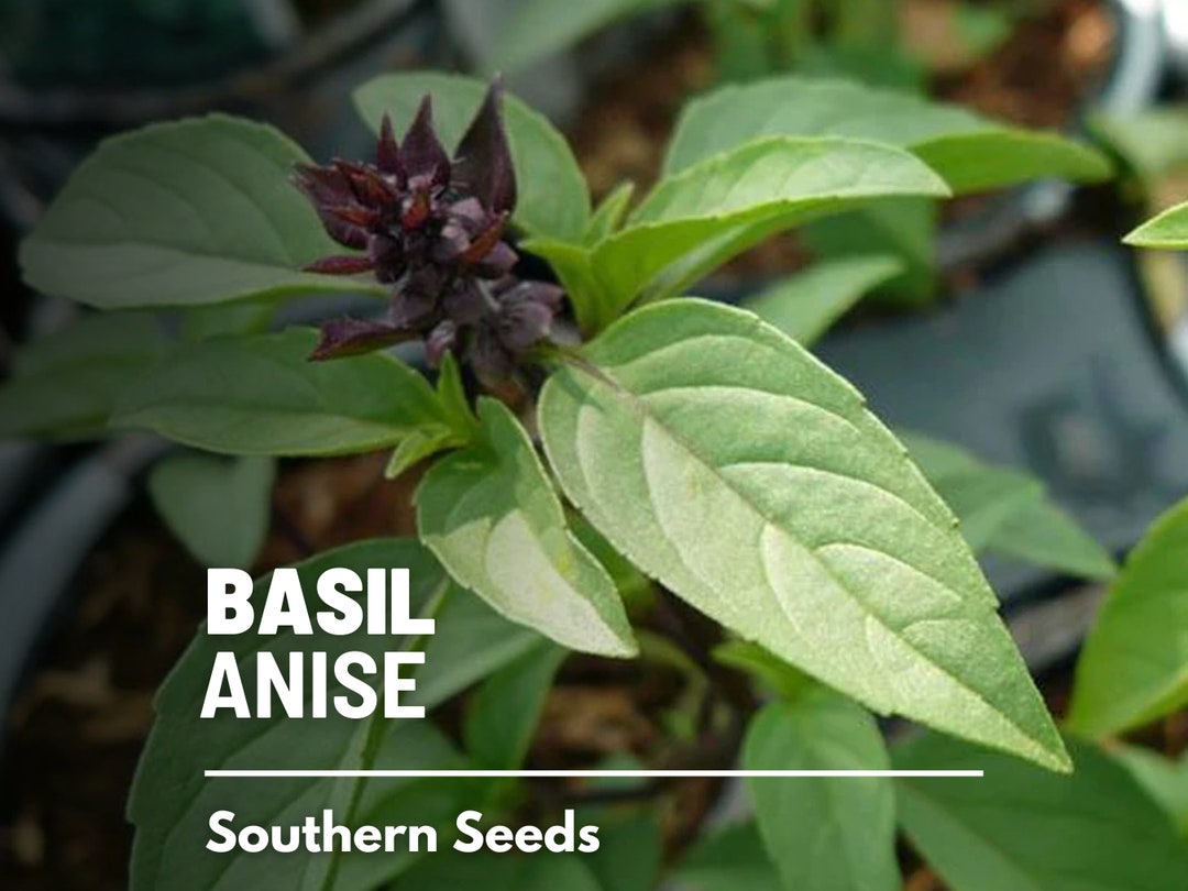 Basil, Anise 250 Seeds Heirloom Culinary & Medicinal Herb Non-gmo ...