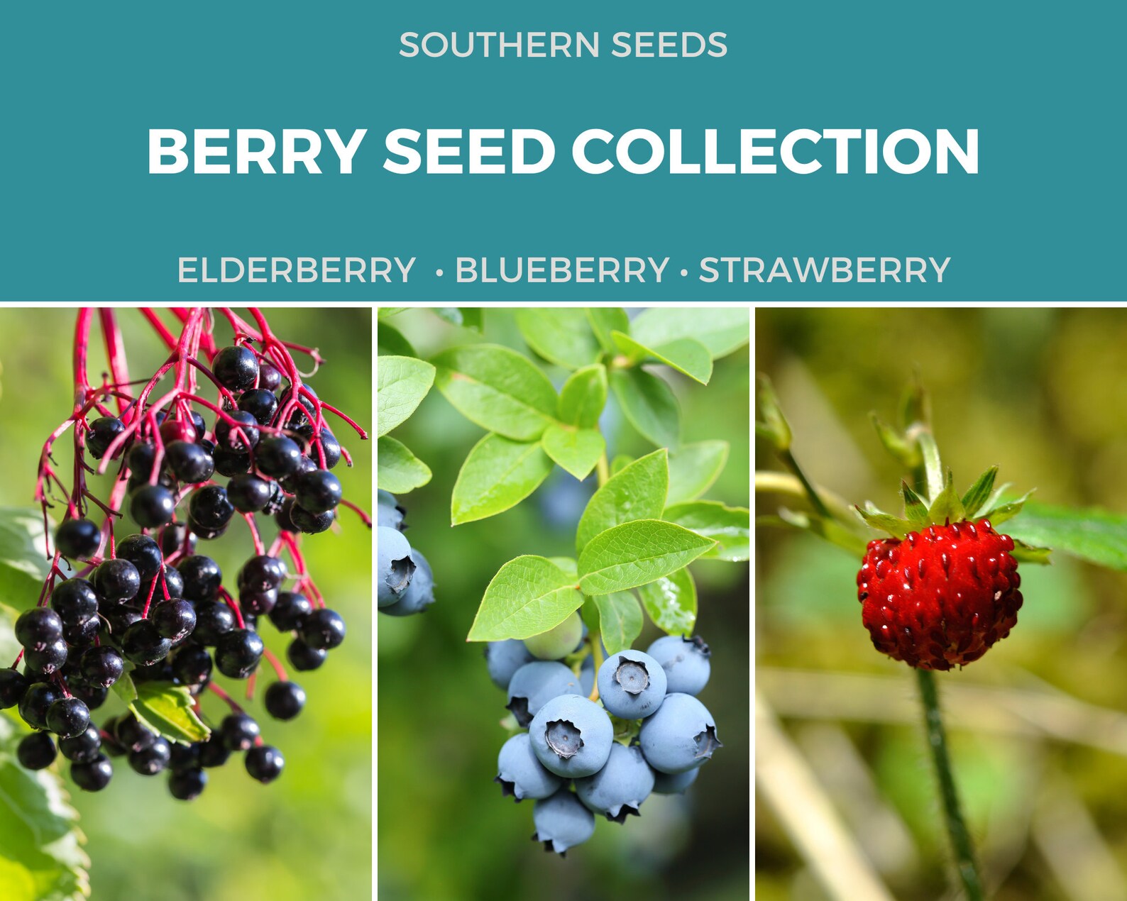 Berry Seed Collection elderberry Blueberry Strawberry - Etsy