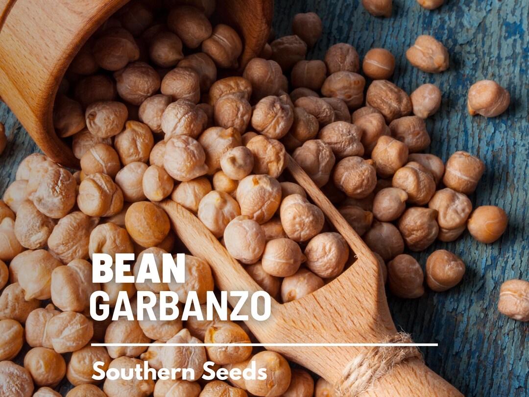 Bean, Garbanzo (chickpea) - 20 Seeds - Heirloom Vegetable - Open ...