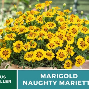 Naughty Marietta Marigold Seeds (french) – Heirloom Flower, Vibrant ...