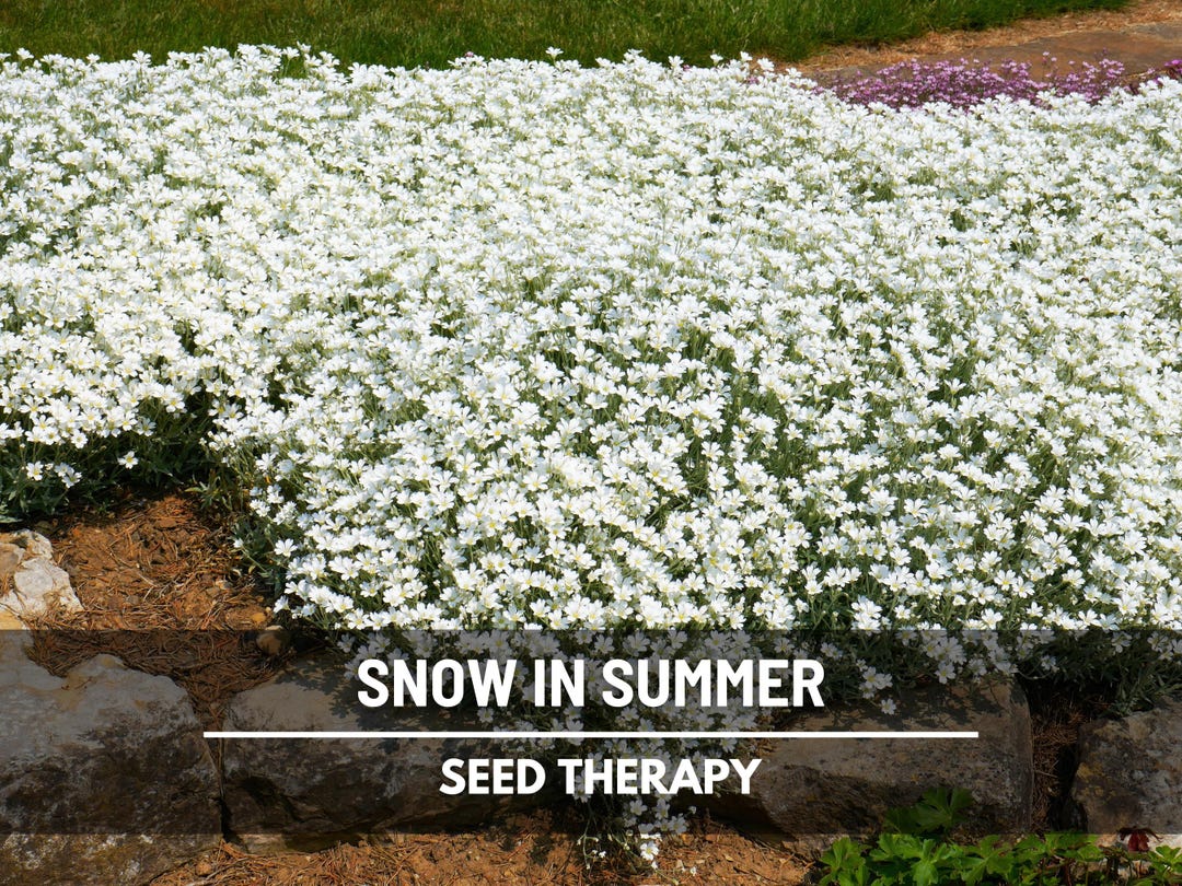 Snow in Summer Seeds - Heirloom Groundcover, White Blooms, Hardy Plant ...