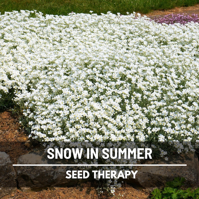 Snow in Summer - Etsy