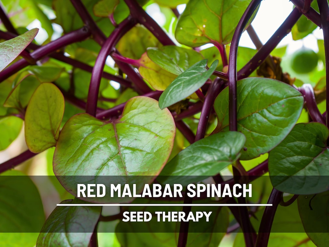 Red Malabar Spinach Seeds – Heirloom Vegetable, Spinach Alternative ...
