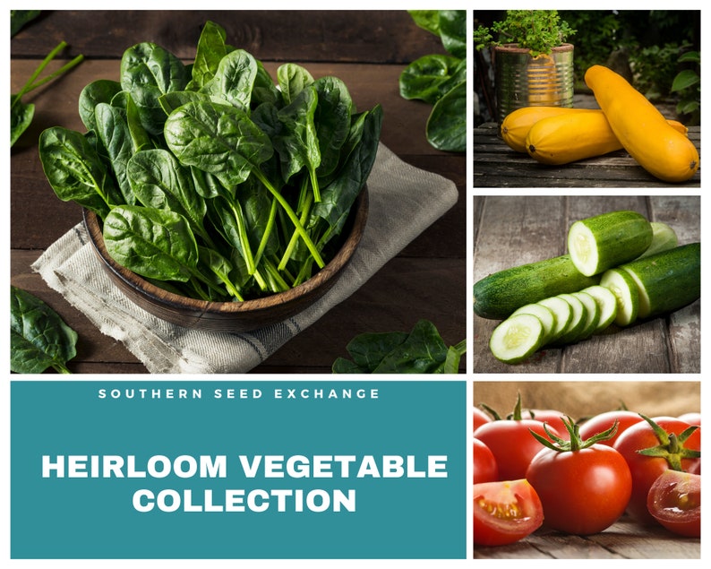 Heirloom Vegetable Seed Collection 15 Essential Heirloom - Etsy