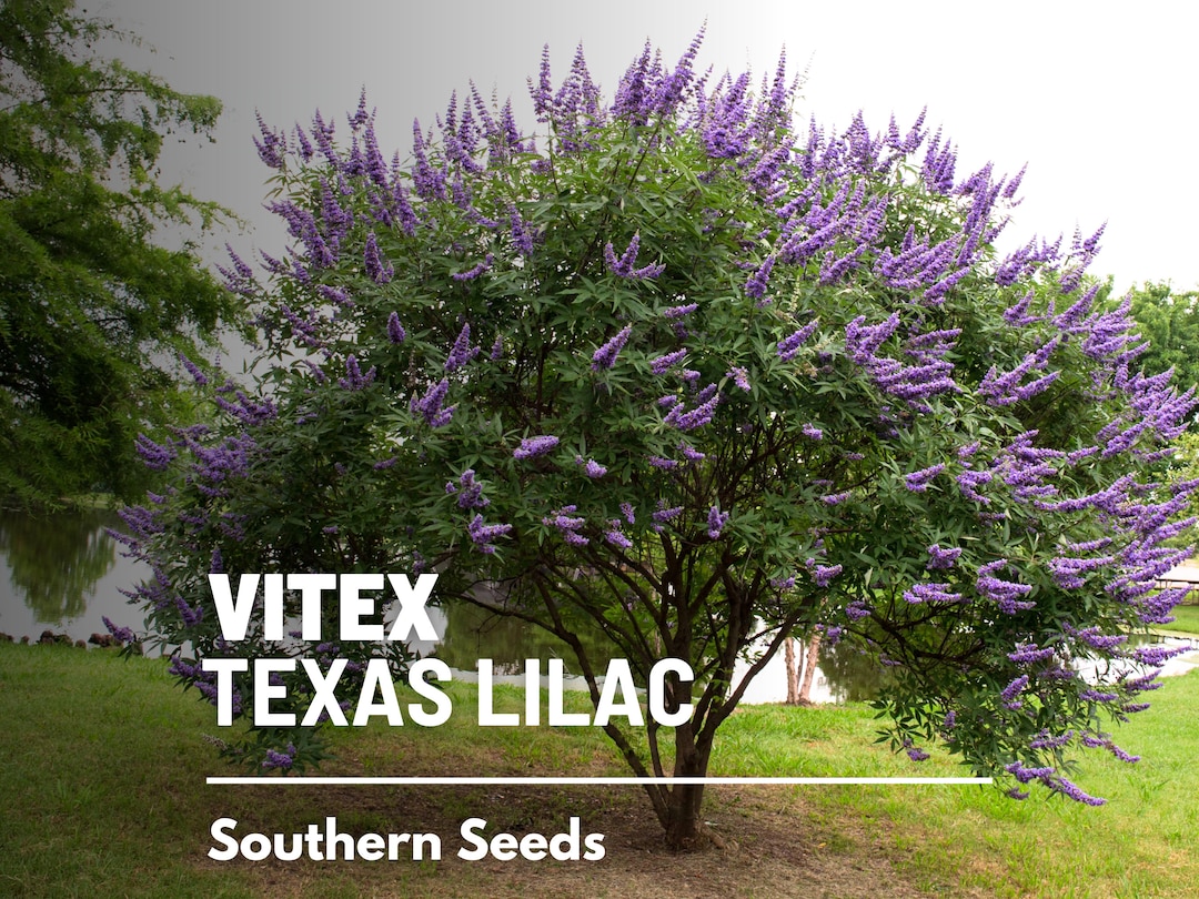 Vitex, Chaste Tree (texas Lilac) - 20 Seeds - Heirloom Shrub, Monks ...