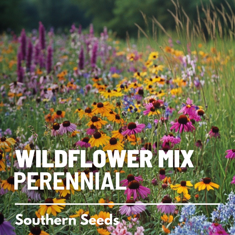 Perennial Flower Mix - Etsy