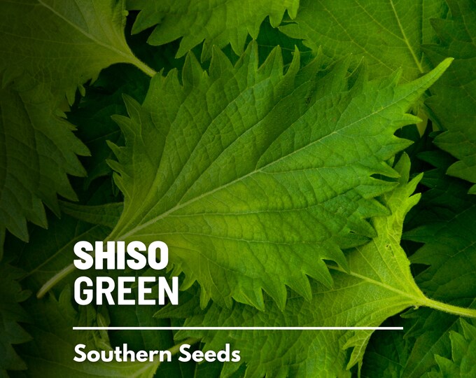 Bulk Purple Shiso Seeds, Sushi Wrap, Japanese Cuisine, Perilla ...