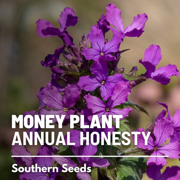 Honesty Plant - Etsy