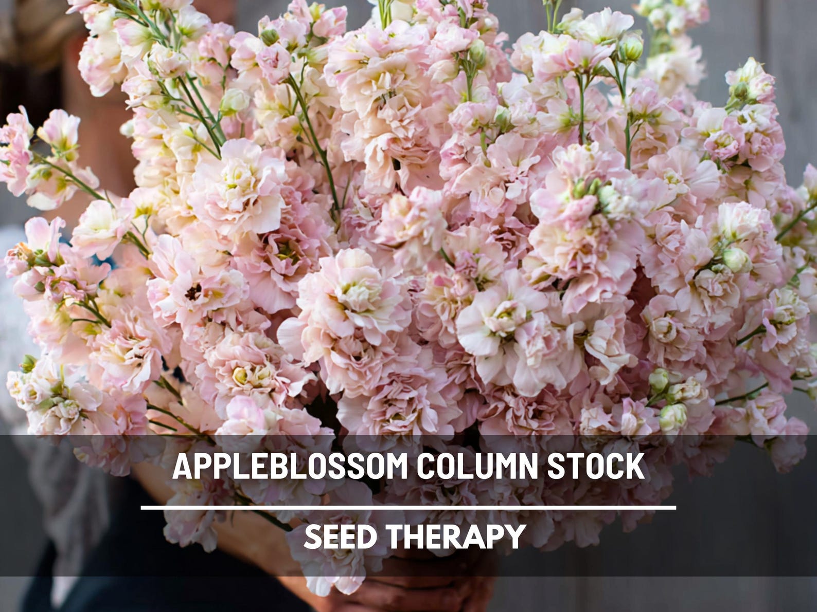 Column Stock Appleblossom Seeds – Heirloom Flower, Fragrant Blooms ...