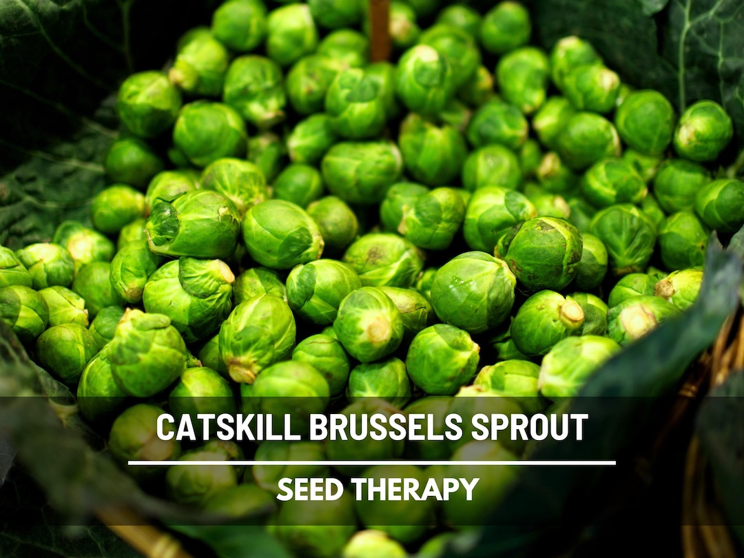 Catskill Brussels Sprouts Seeds – Heirloom Vegetable, Open‑pollinated ...