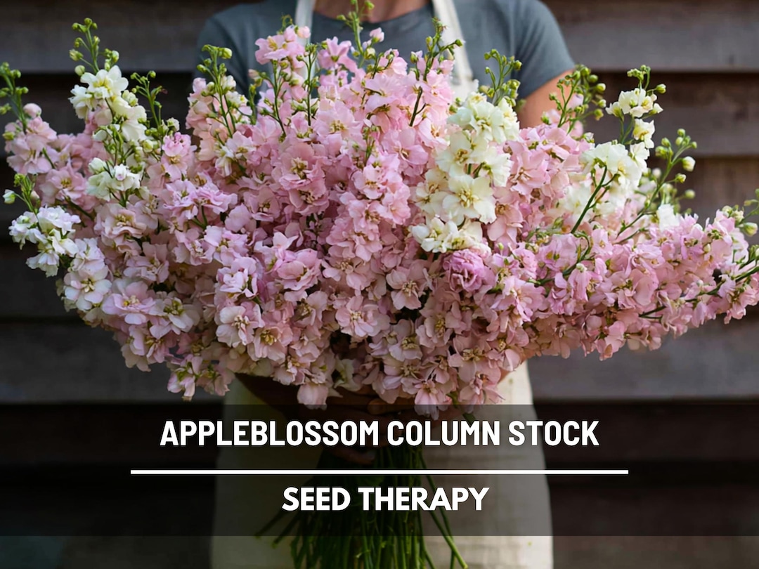 Column Stock Appleblossom Seeds – Heirloom Flower, Fragrant Blooms ...