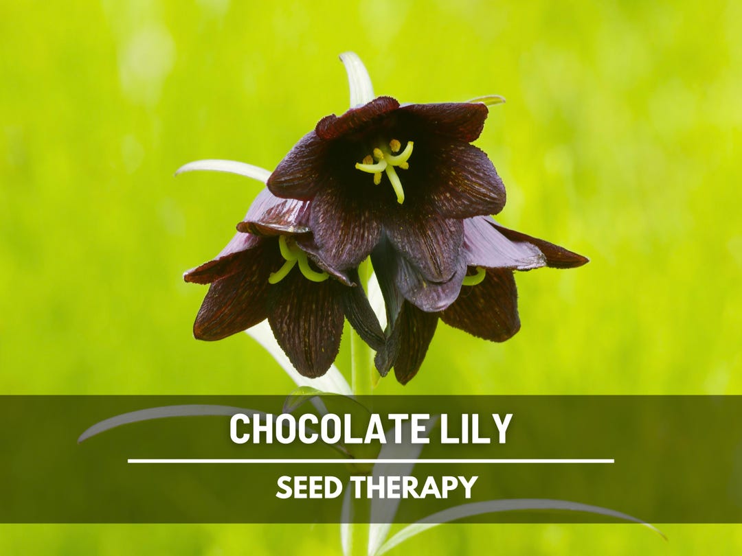 Chocolate Lily Seeds – Heirloom Flower, Kamchatka Fritillary ...