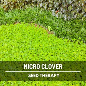 Micro Clover (mini Clover) Seeds – Perennial Lawn Alternative, White ...