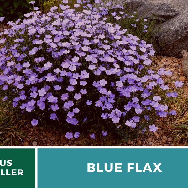 Prairie Blue - Etsy