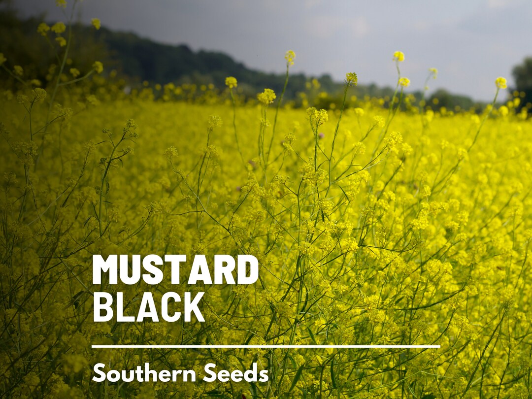 Mustard, Black - 500 Seeds - Heirloom Herb - Culinary and Herbal Spice ...