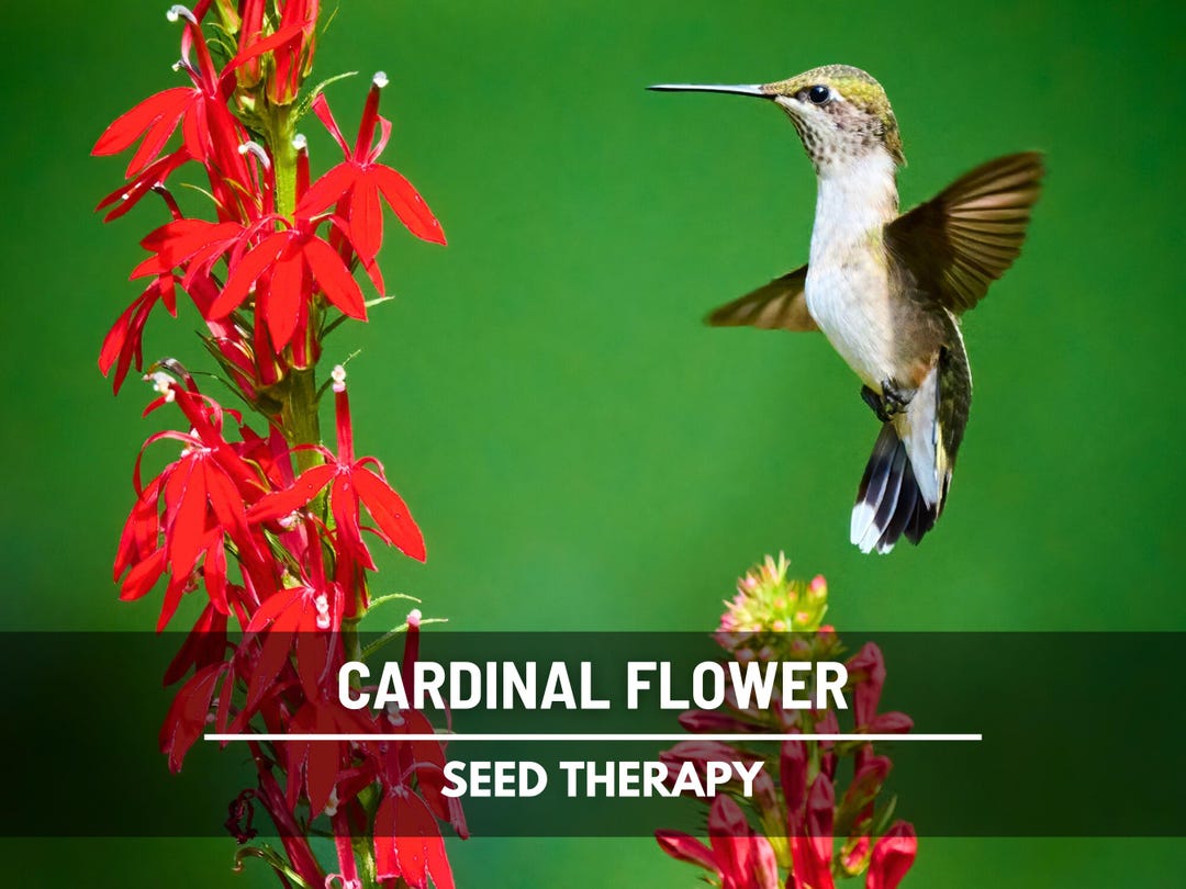 Cardinal Flower Lobelia Seeds – Heirloom Flower, Attracts Hummingbirds ...