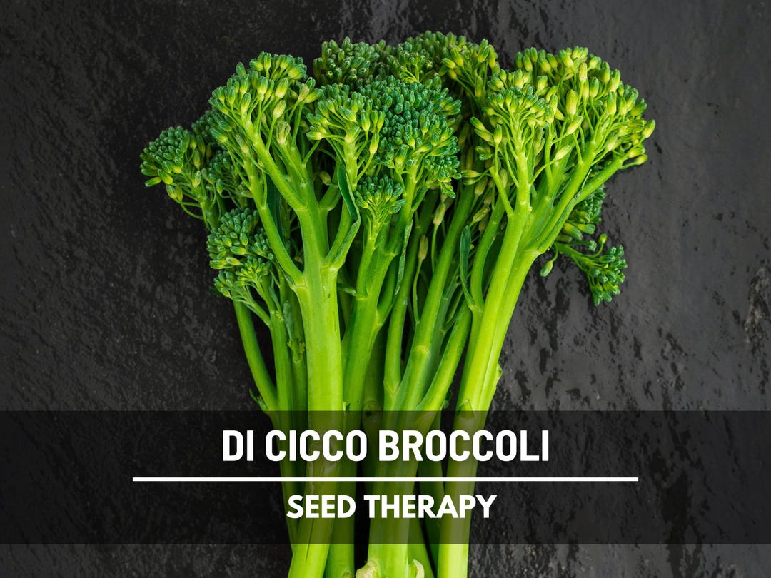 Di Cicco Broccoli Seeds – Heirloom, Non‑gmo, Open‑pollinated Vegetable ...