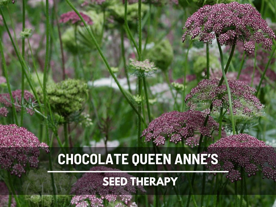 Chocolate Lace Queen Anne’s Lace Seeds – Heirloom, Unique Burgundy ...