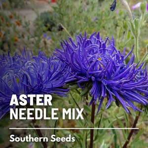 Aster, Needle Mix - 50 Seeds - Heirloom Flower - Easy to Grow ...