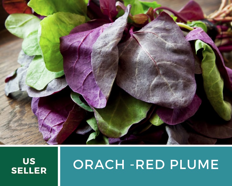 Red Plume Orach Seeds – Heirloom Mountain Spinach, Heat Tolerant (25 ...