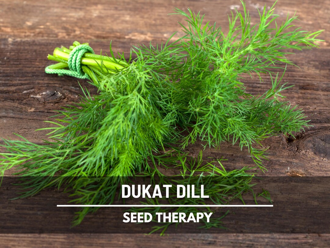 Dukat Dill Seeds – Heirloom, Non-gmo Culinary & Medicinal Herb, Classic ...