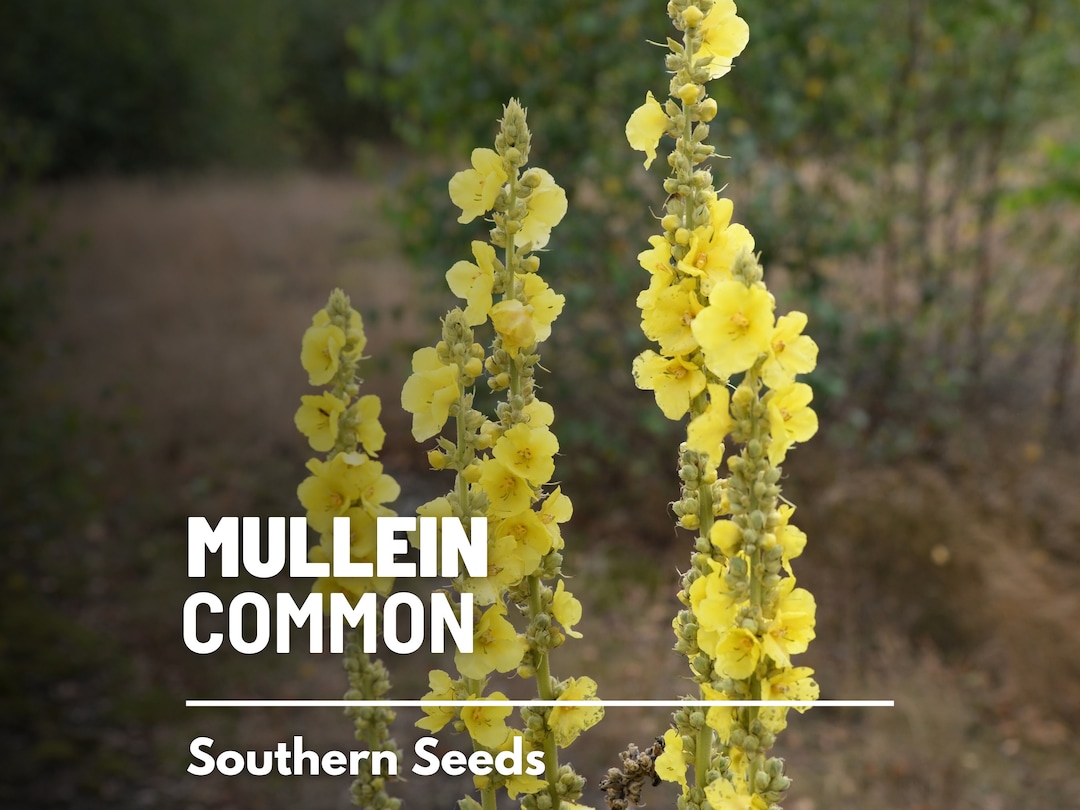 Mullein, Common (greater) - 100 Seeds - Heirloom Herb - Traditional ...