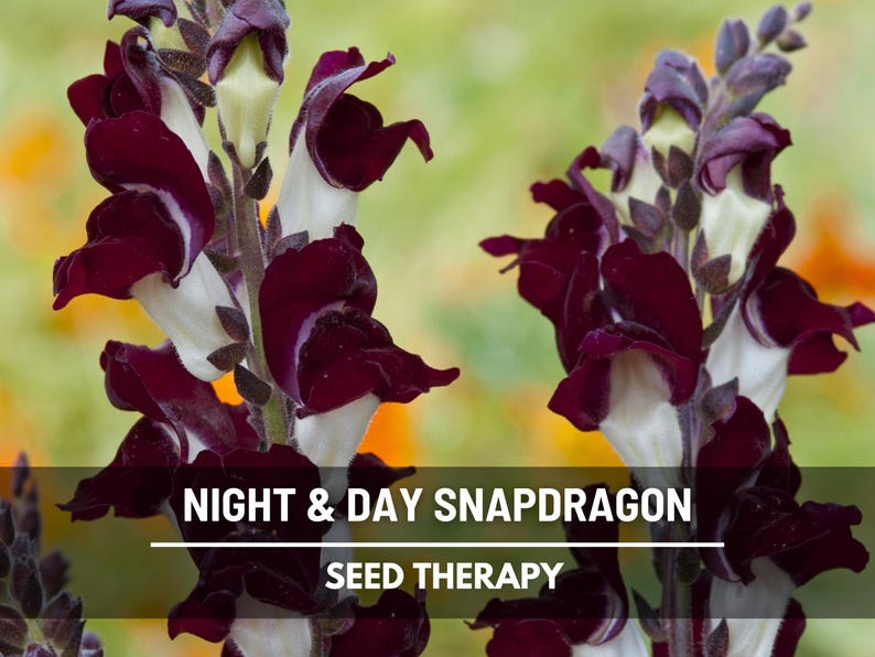 Night & Day Snapdragon Seeds – Heirloom Flower, Deep Velvety Crimson to ...