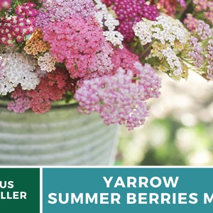 Yarrow, Summer Berries Seeds - Heirloom Flower (achillea Millefolium ...