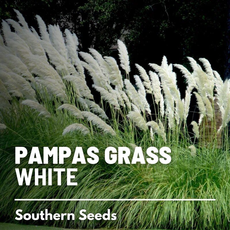 Pampass Grass Seeds Etsy