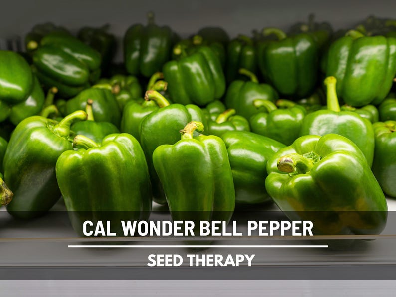 Cal Wonder Sweet Bell Pepper Seeds – Heirloom Vegetable, Classic All ...