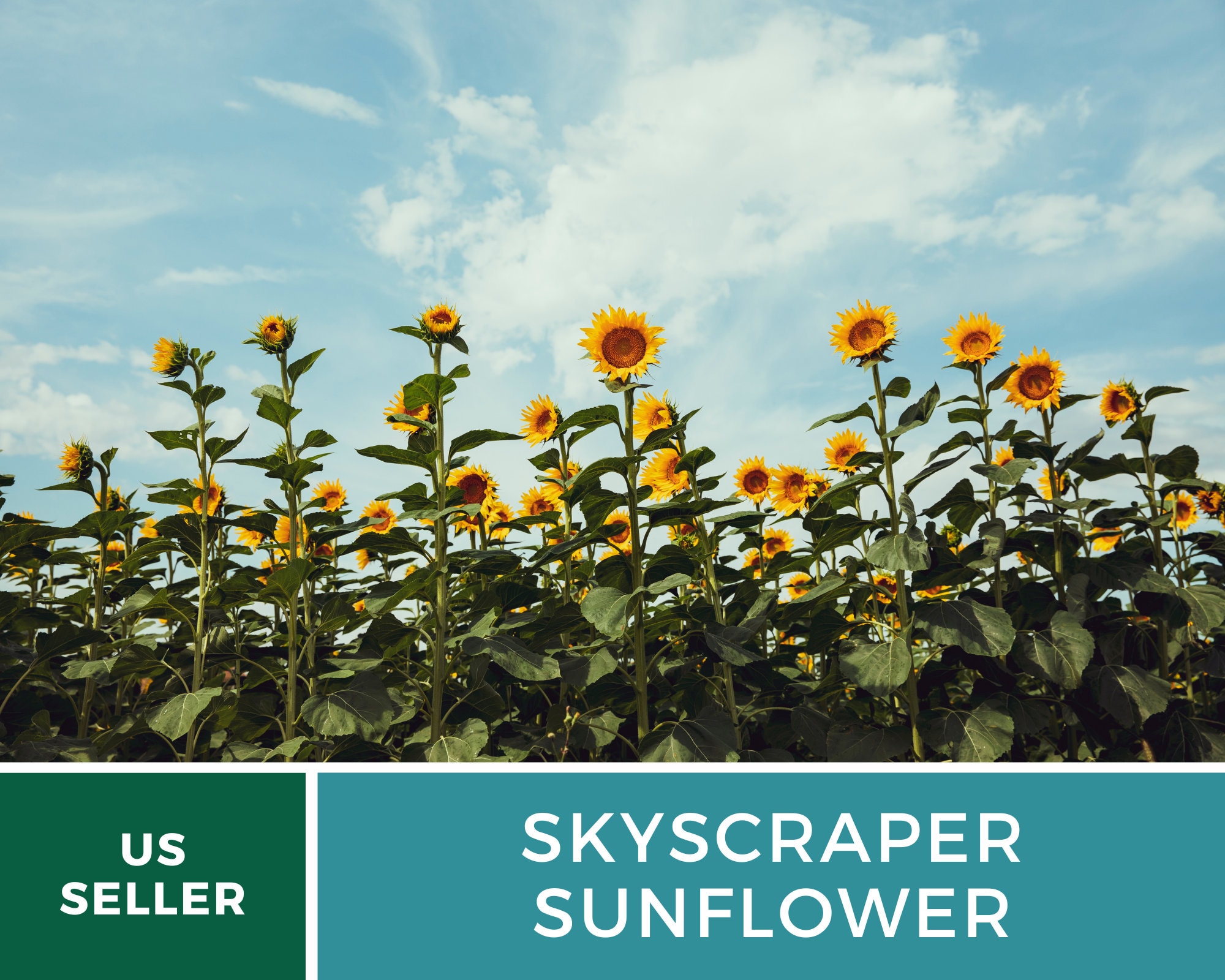 Sunflower Skyscraper Heirloom Seeds Enormous Sunflowers - Etsy