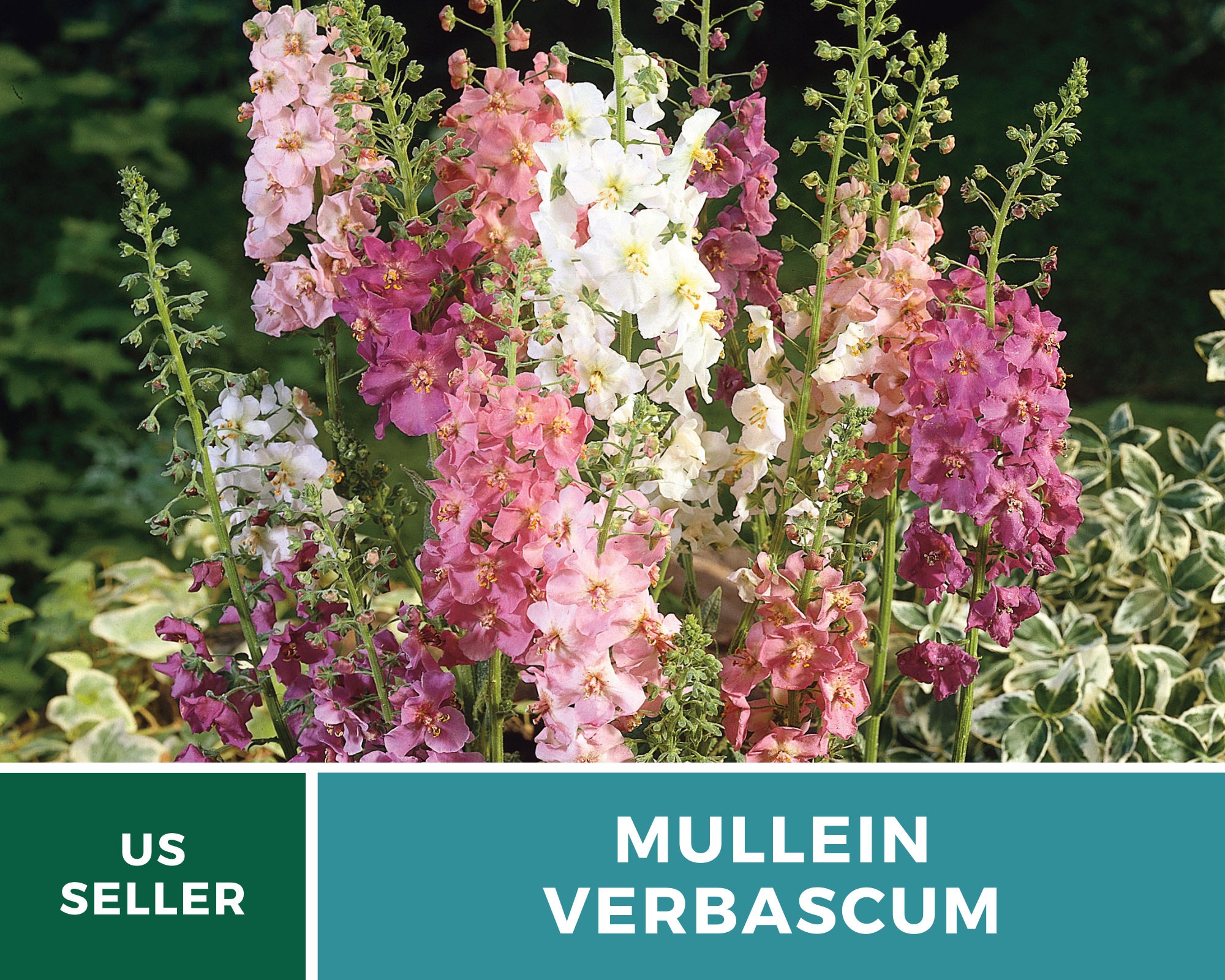 Outdoor Gardening Home Living VERBASCUM MIXED Flower 100 Seeds outdoor-gardening-home-living-verbascum-mixed-flower-100-seeds