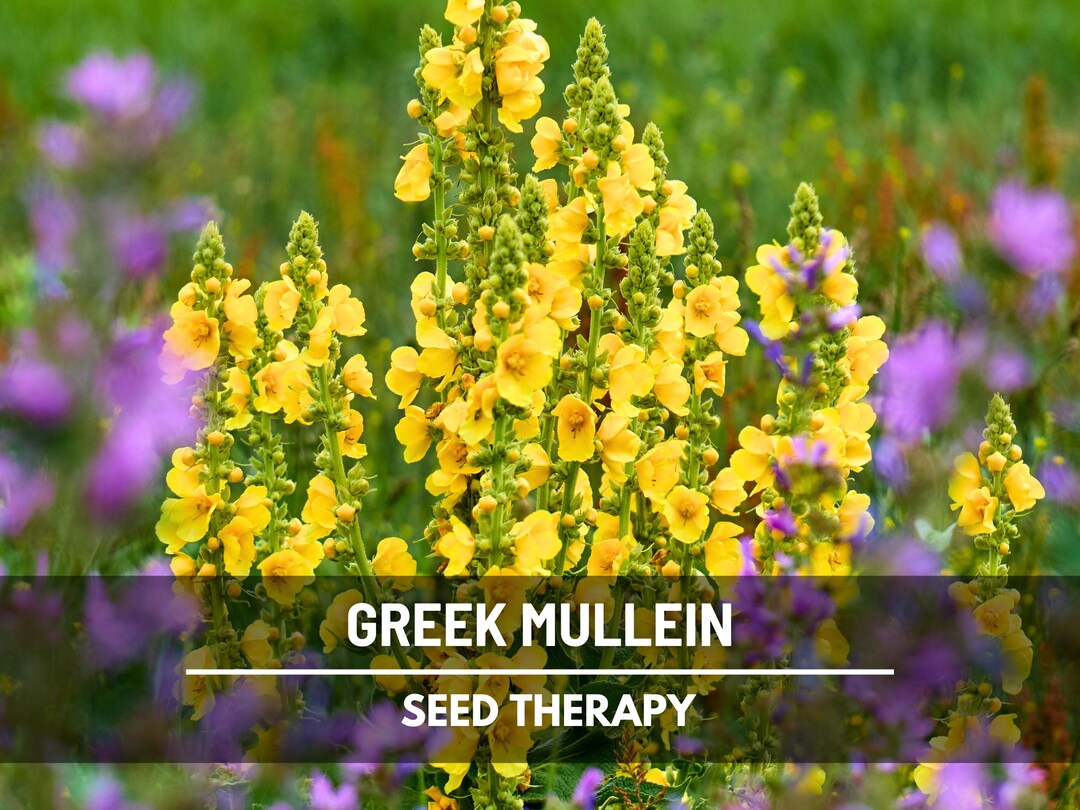 Mullein, Greek - 100 Seeds - Heirloom Herb - Impressive and Robust ...